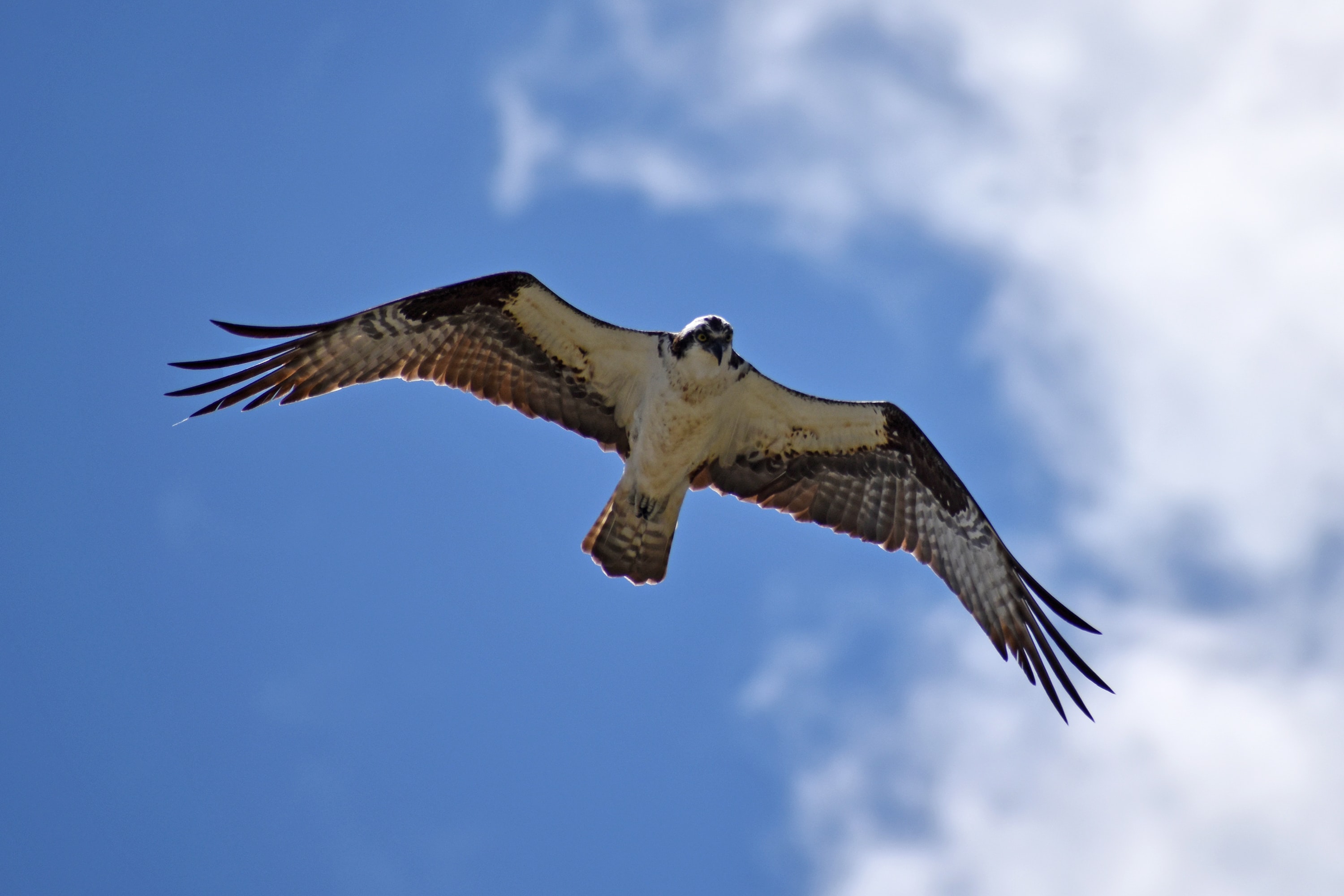 Poem: The Rising Falcon | St Cross College
